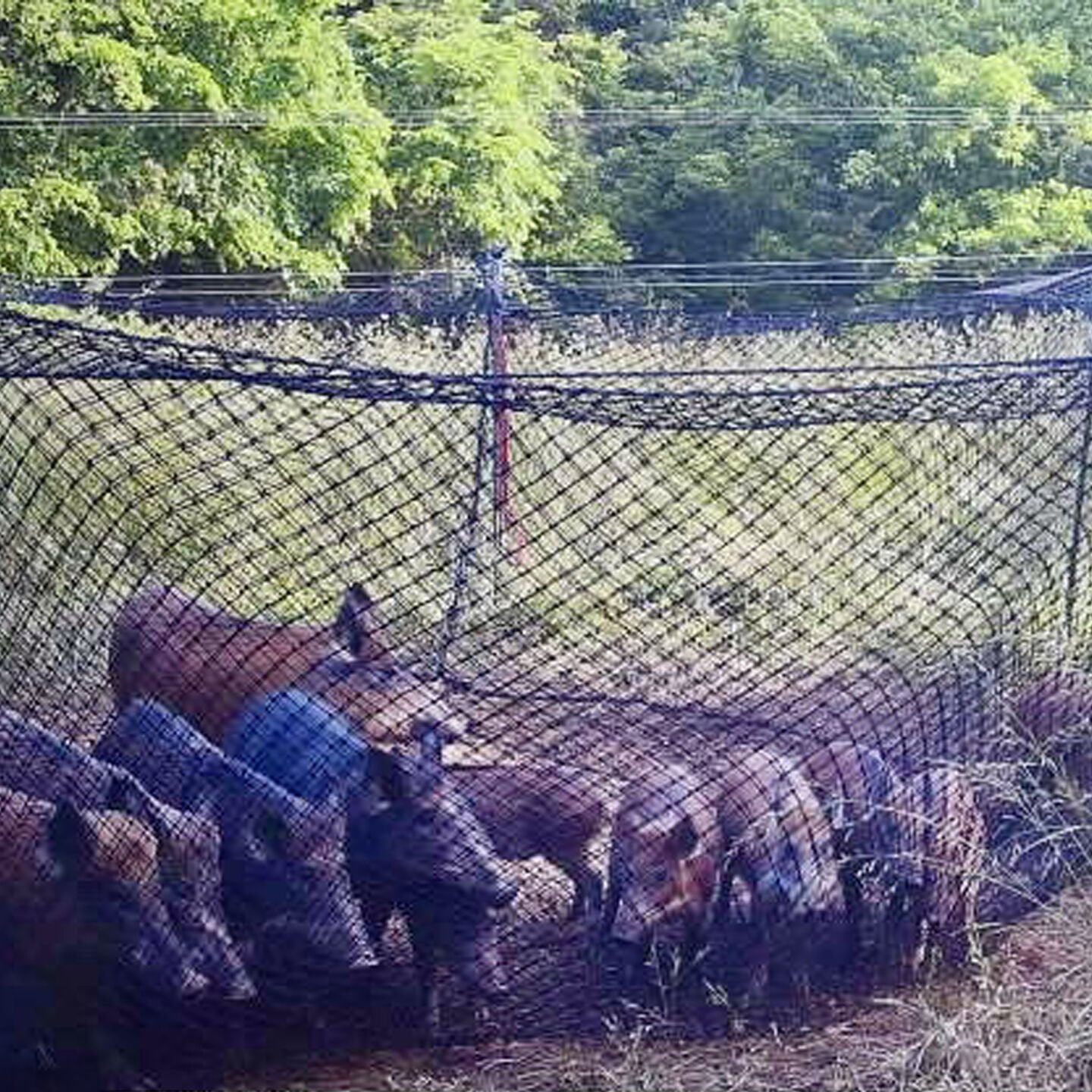 Kentucky Department of Fish and Wildlife provides wild pig update ...