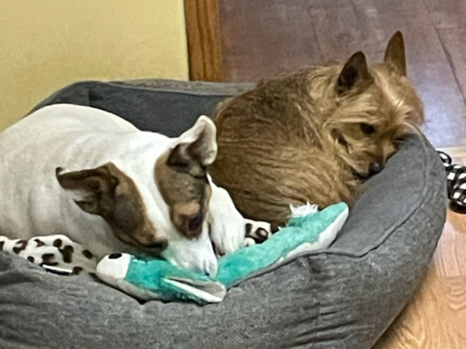 Shadow, Molly and T-Bone — Three small pups with big hearts | News ...