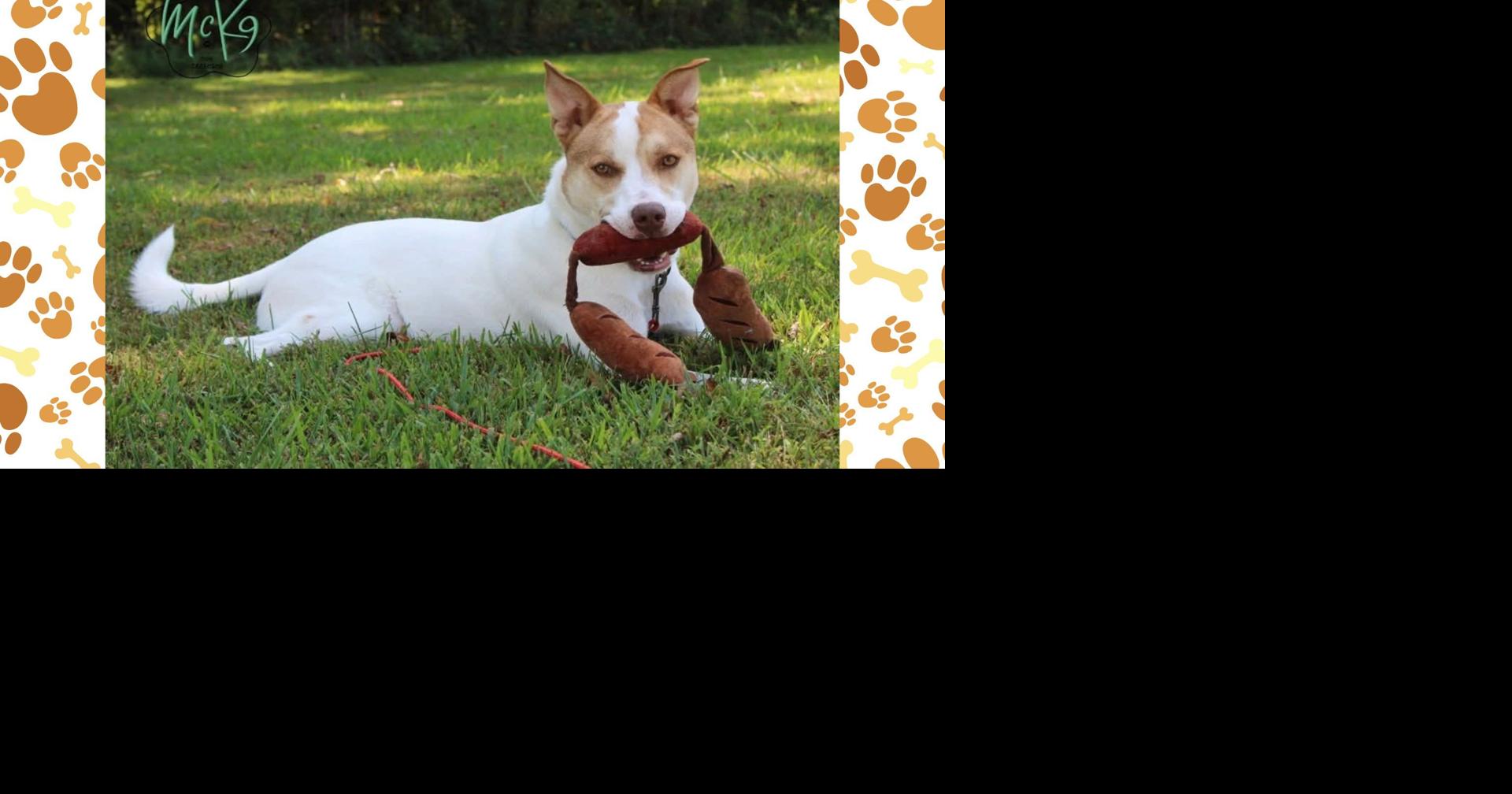 'As handsome as he is loyal' — Bing searches for his forever family ...