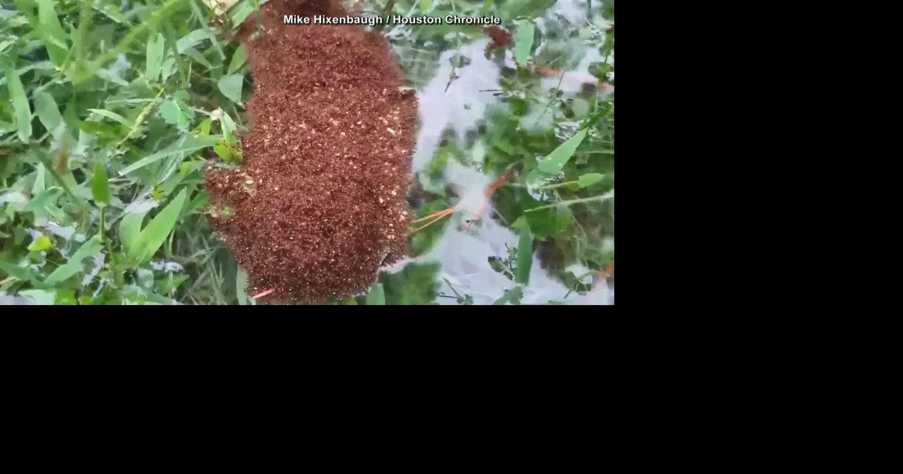 Houston, TX dealing with floating fire ants | News | WPSD Local 6