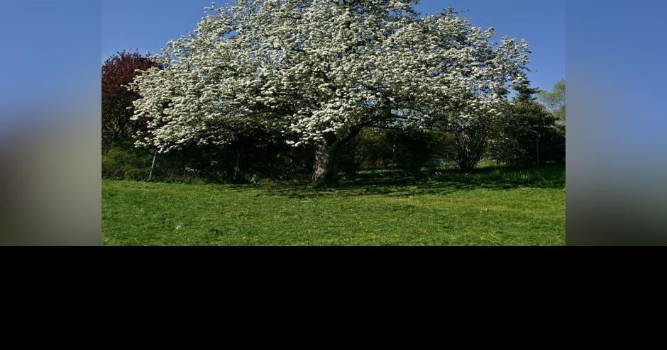 Kansas, Missouri seek to phase out Callery pear trees, also known as ...