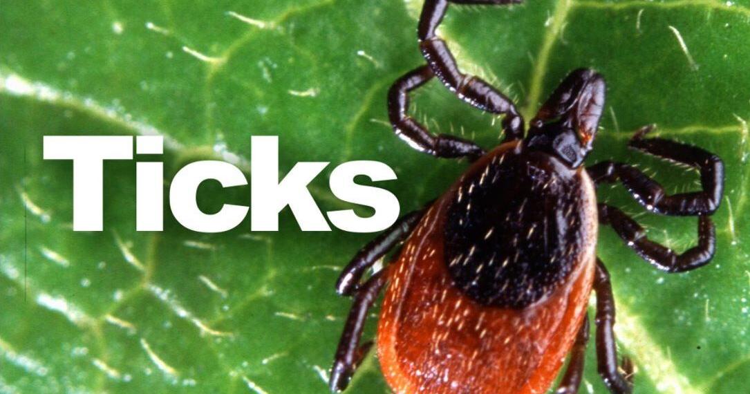 Vets and Doctors urge tick prevention for pets and people as warm ...