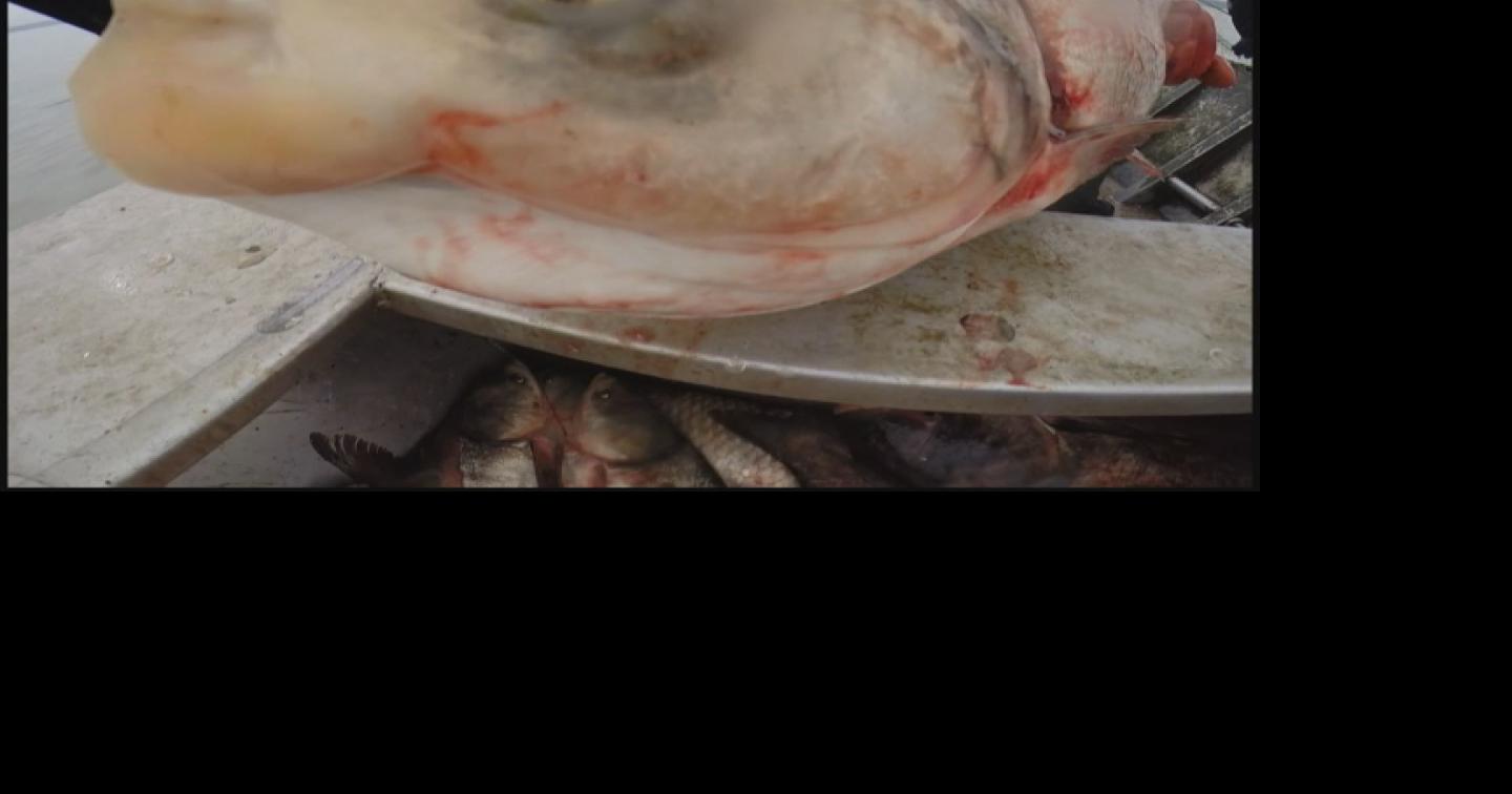 Fish and wildlife experts to track and update status of Asian carp in ...