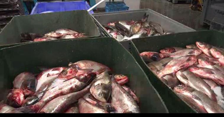 Two Rivers Fisheries Asian carp plant expanding operations | News ...