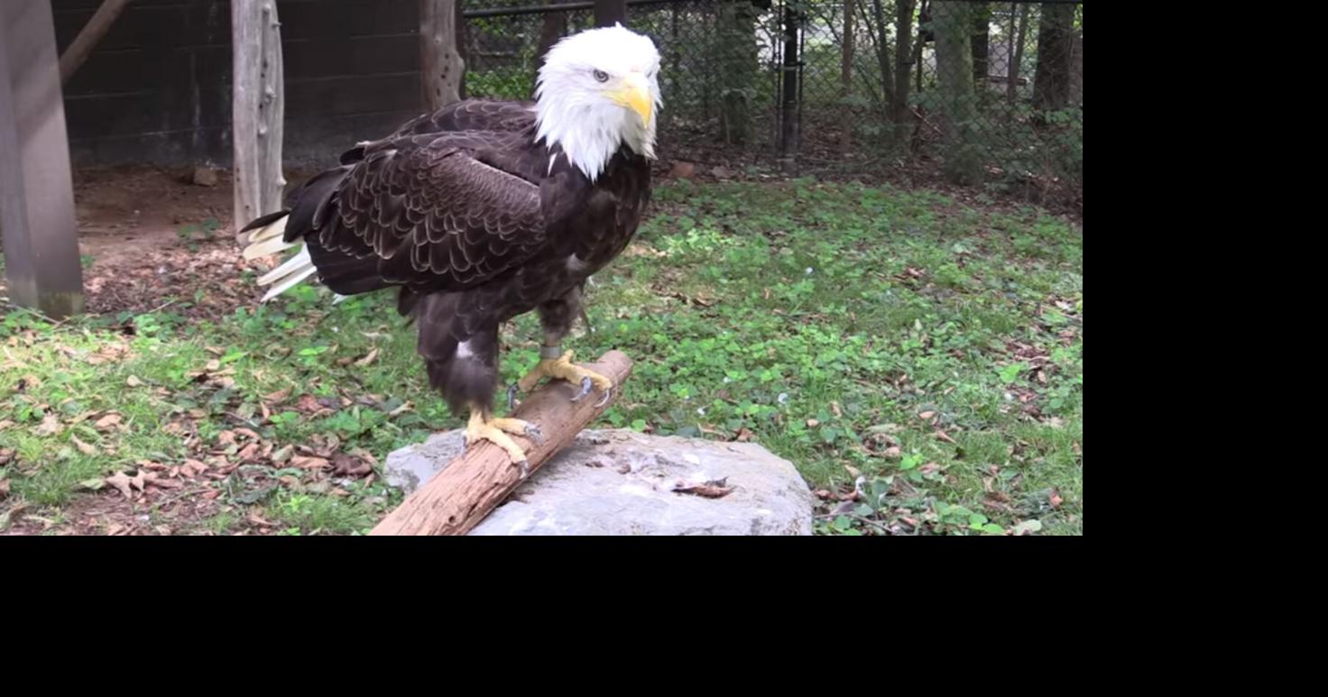 Woodlands Nature Station mourning death of resident bald eagle | News ...