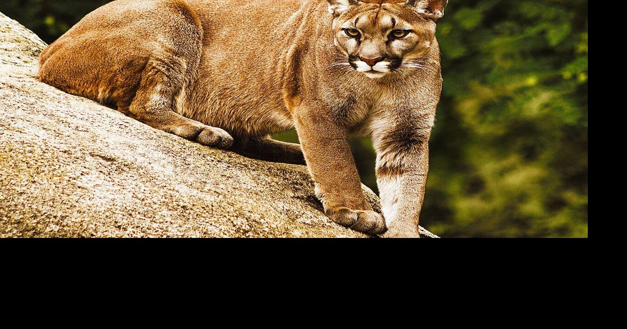 Mountain lion released into Santa Ana Mountains after rehabbing from ...