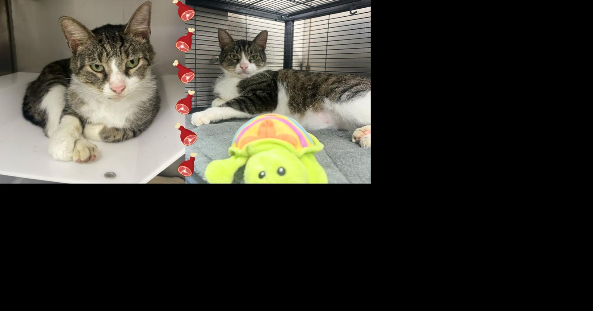 Ham — Grumpy face, big heart | Community | WPSD Local 6