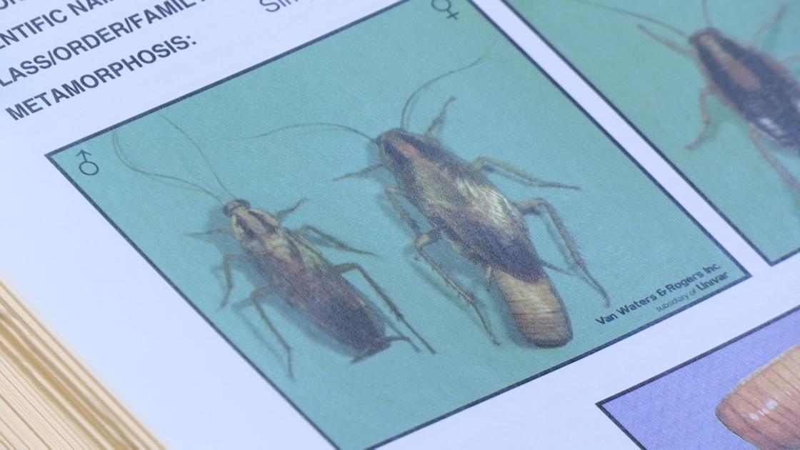 How to prevent roach infestations in your home or business | News ...