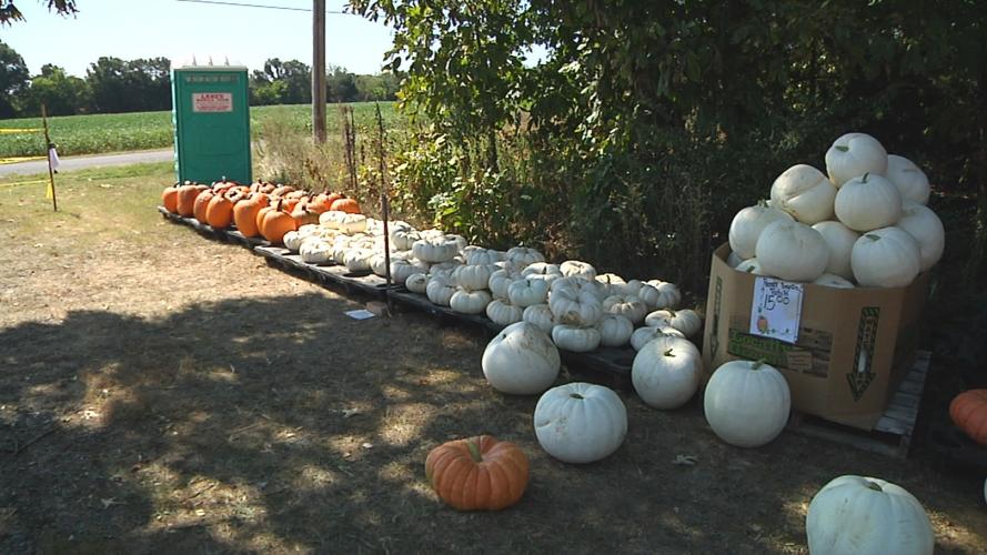 Pumpkin patches hit by inflation and hot weather, but visitors still ...