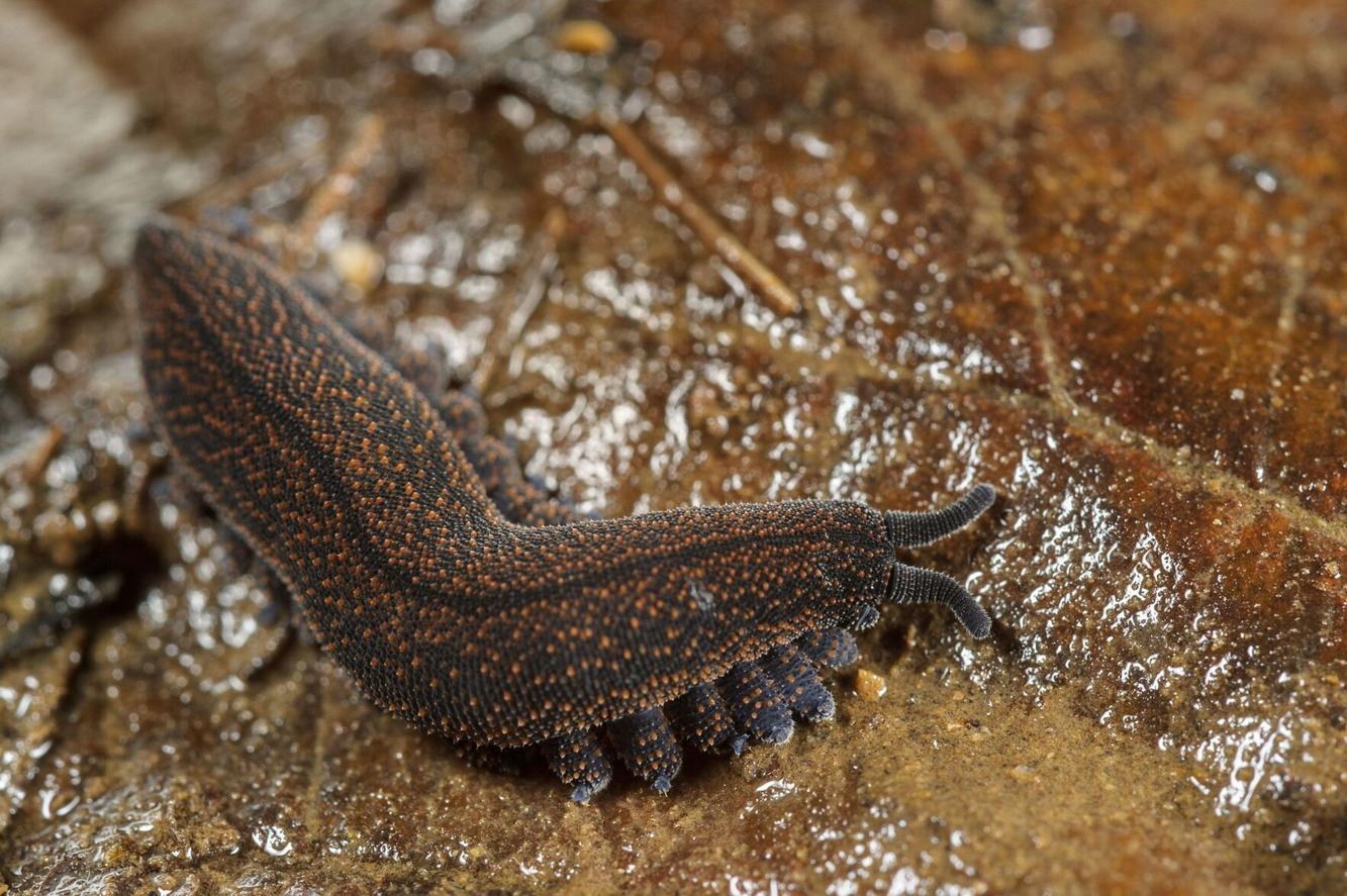 New Zealand’s bug of the year is an ancient worm that spits poison goo ...