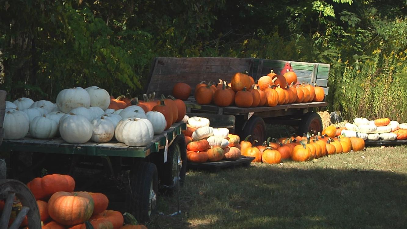 Pumpkin Patches Hit By Inflation And Hot Weather But Visitors Still Want To Make Memories