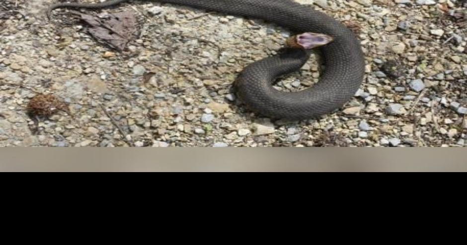 Shawnee National Forest Snake Road closes early for spring migration ...