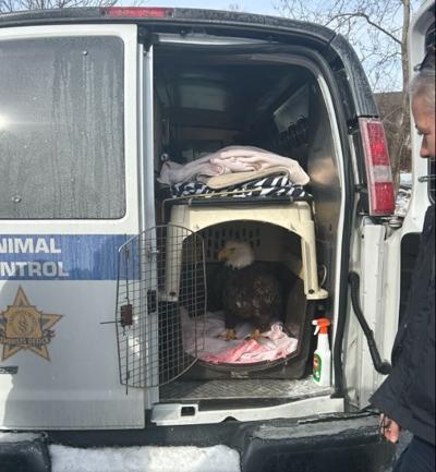 Bald eagle "in a dazed state" rescued along road, officials say | News ...