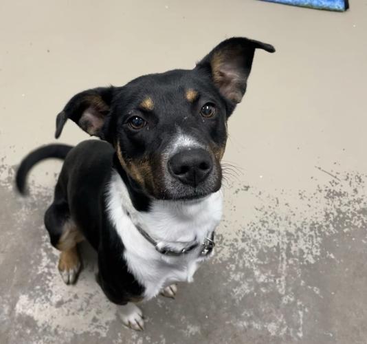 Tilly — a cuddlebug looking for her snuggle partner | Community | WPSD ...