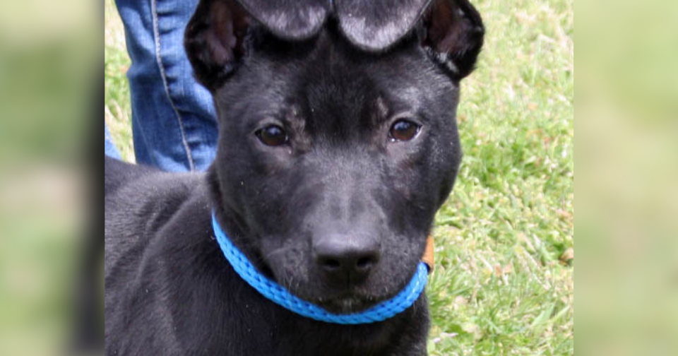Timmy: The floppy eared pup on the hunt for a forever home | News ...