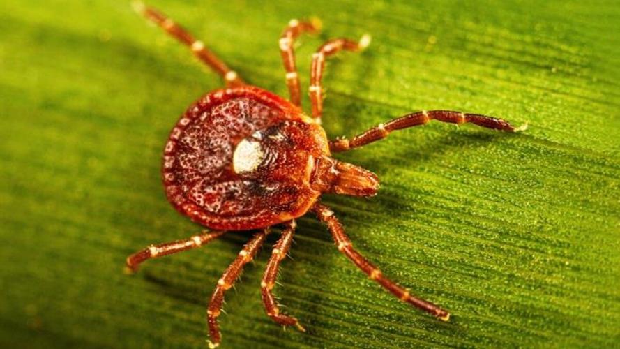 Tick season is here — Locals share preventative measures, experiences ...