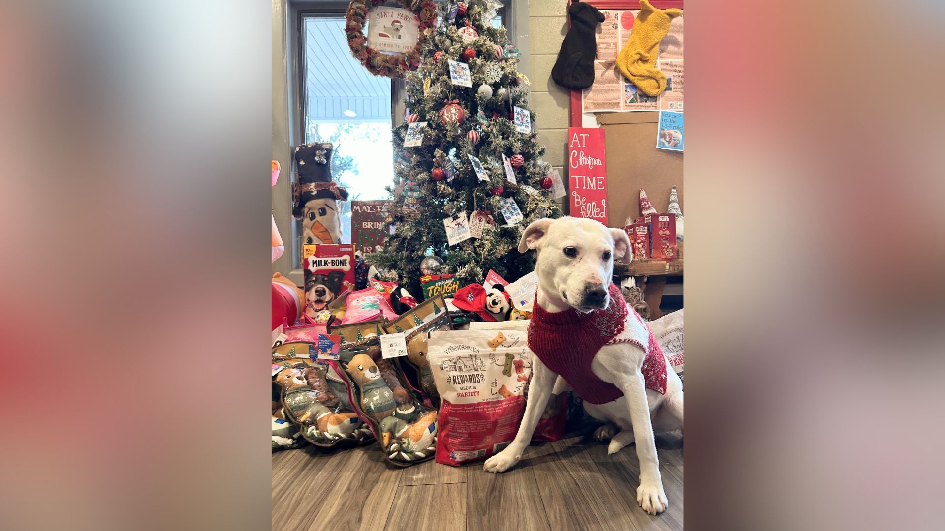 Forever Home Friday — meet DeDe, who's definitely on Santa's nice list ...