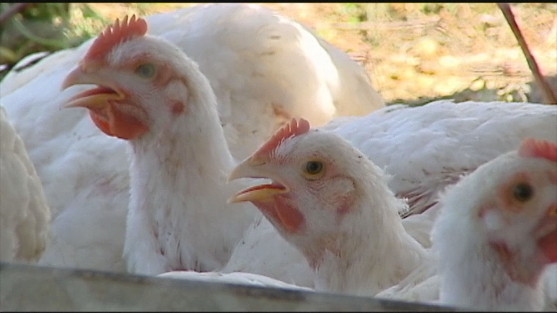 Eight arrested in Kentucky for illegal chicken fighting operation ...