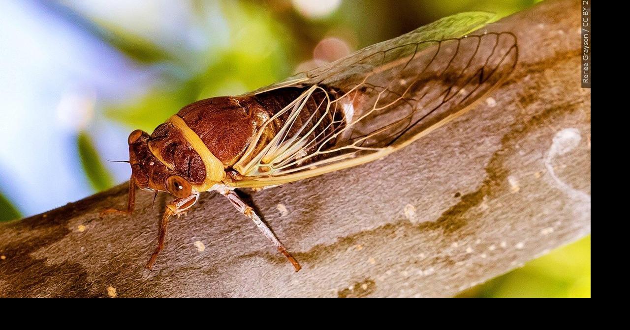 Extremely rare "blue-eyed" cicada spotted in Chicago suburb | News ...