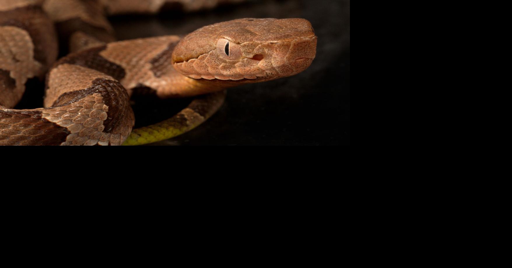 Researchers study copperheads at Red River Gorge | Kentucky News | WPSD ...