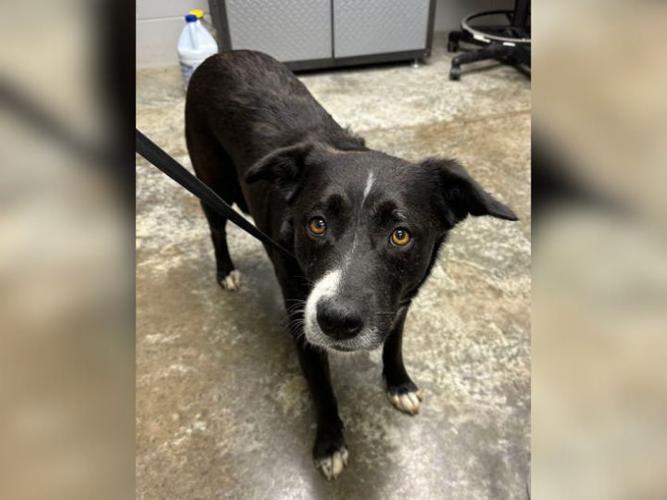 Lele: A quiet lady in need of a loving family | | WPSD Local 6