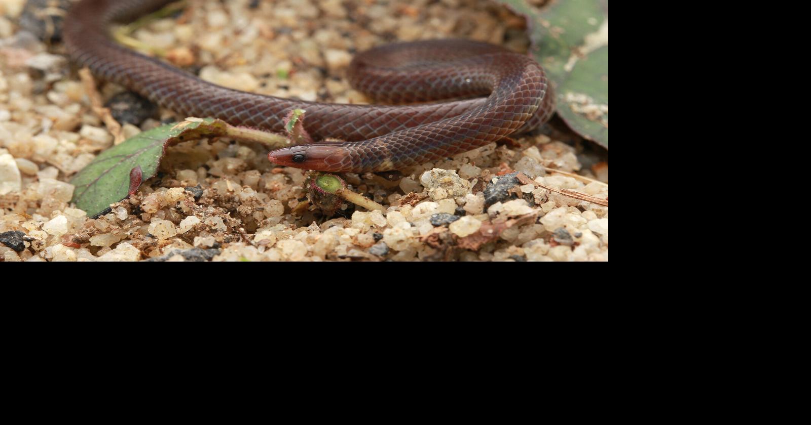 This shy little snake can cartwheel to safety | News | WPSD Local 6