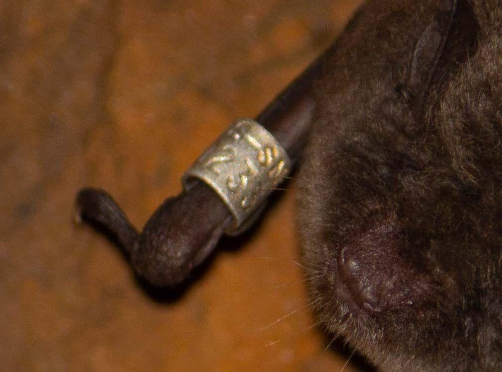 Shawnee National Forest discovers oldest banded bat in its history ...