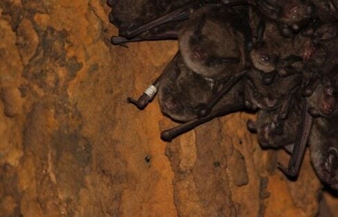 Shawnee National Forest discovers oldest banded bat in its history ...