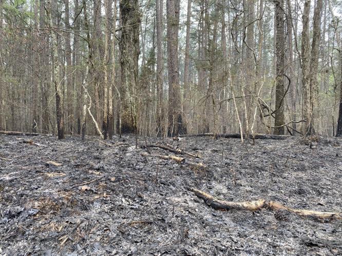 Fire crews contain, work to extinguish LBL wildfire | News | WPSD Local 6