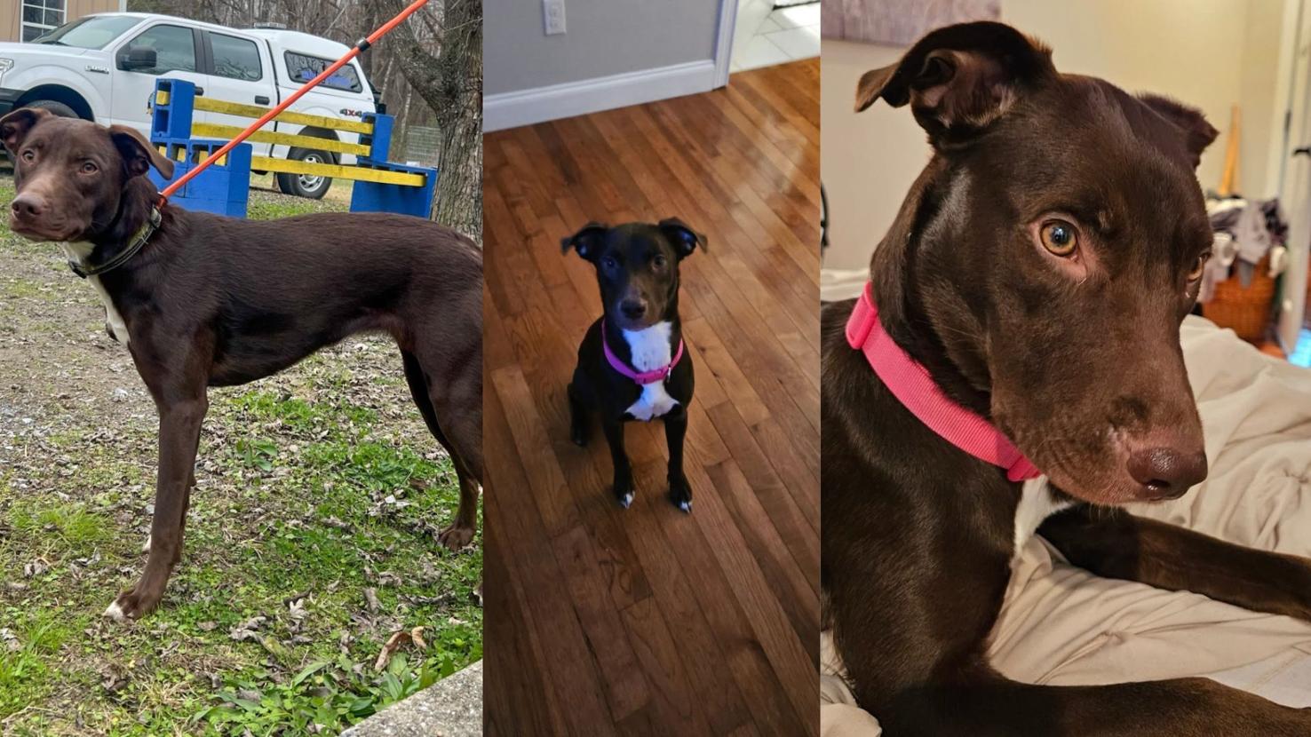 Forever Home Friday — Meet Ellowyn! | Community | WPSD Local 6