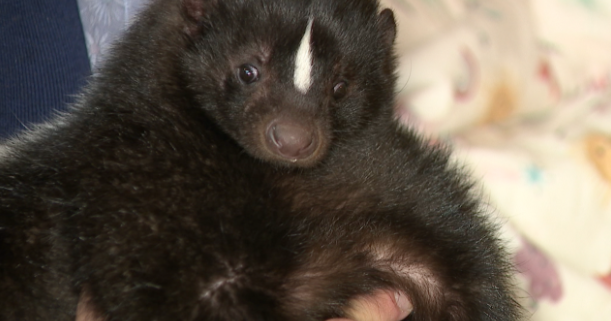 This little stinker is winning hearts and changing perceptions | News ...