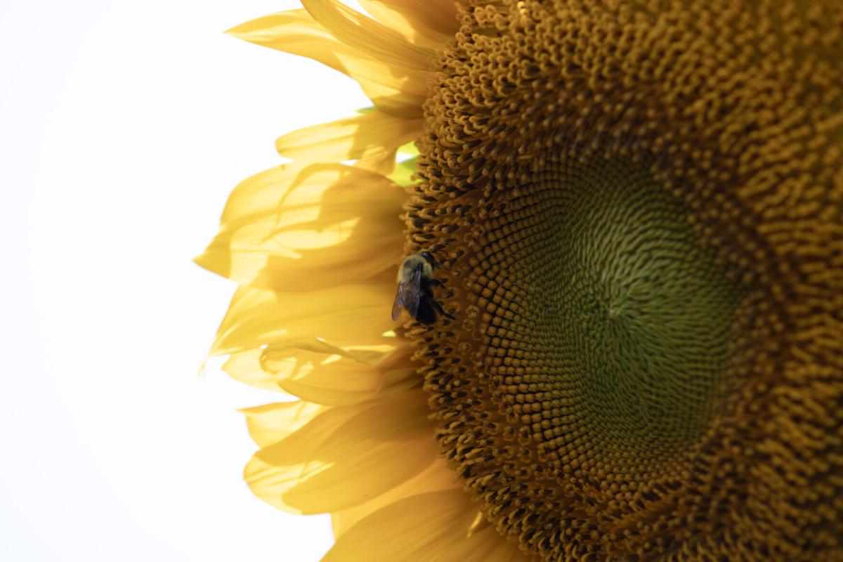 A sunflower measuring 11 feet has brought positivity to a neighborhood ...