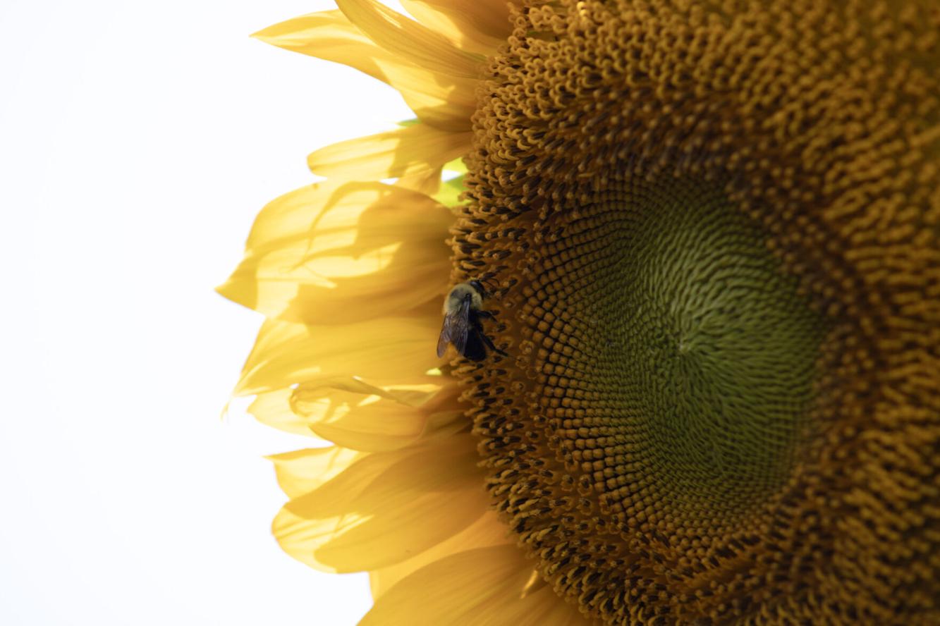 A sunflower measuring 11 feet has brought positivity to a neighborhood ...