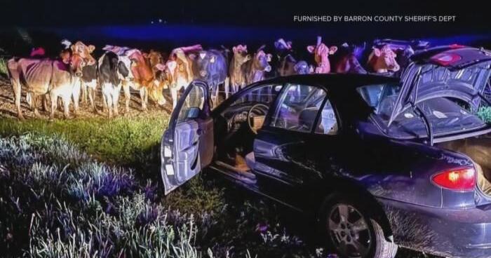 Crime-fighting cows help police | News | WPSD Local 6