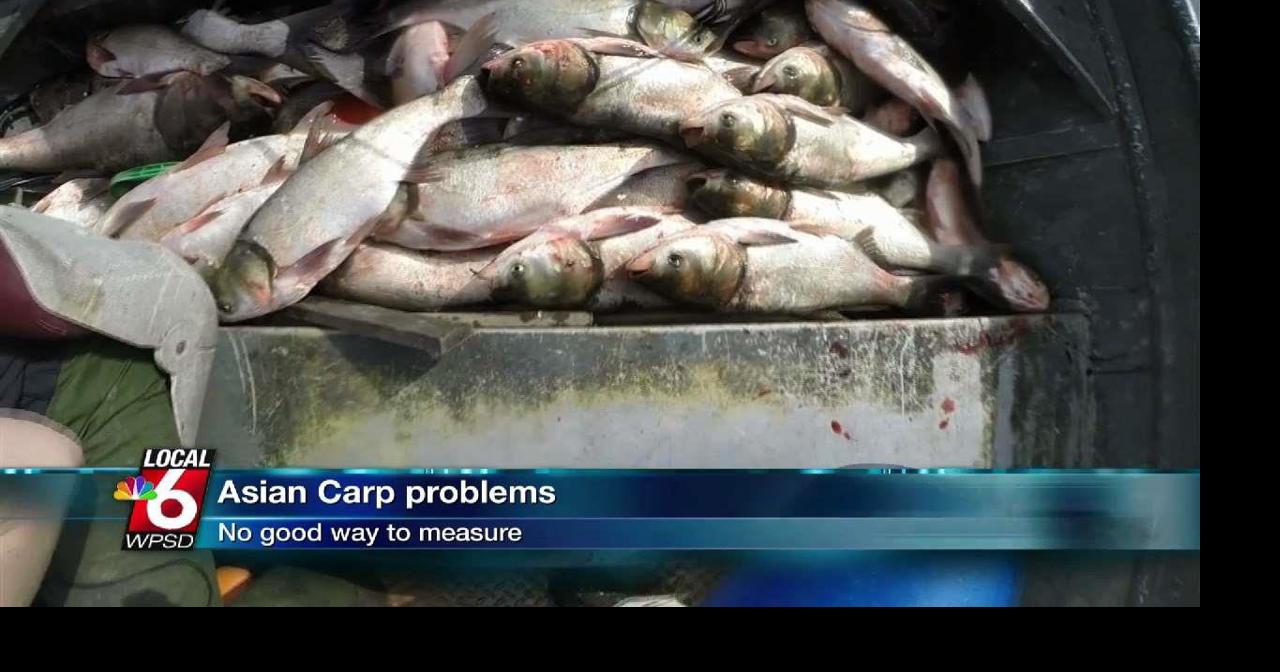 Tournament aims to help curb carp problem in local lakes | News | WPSD ...