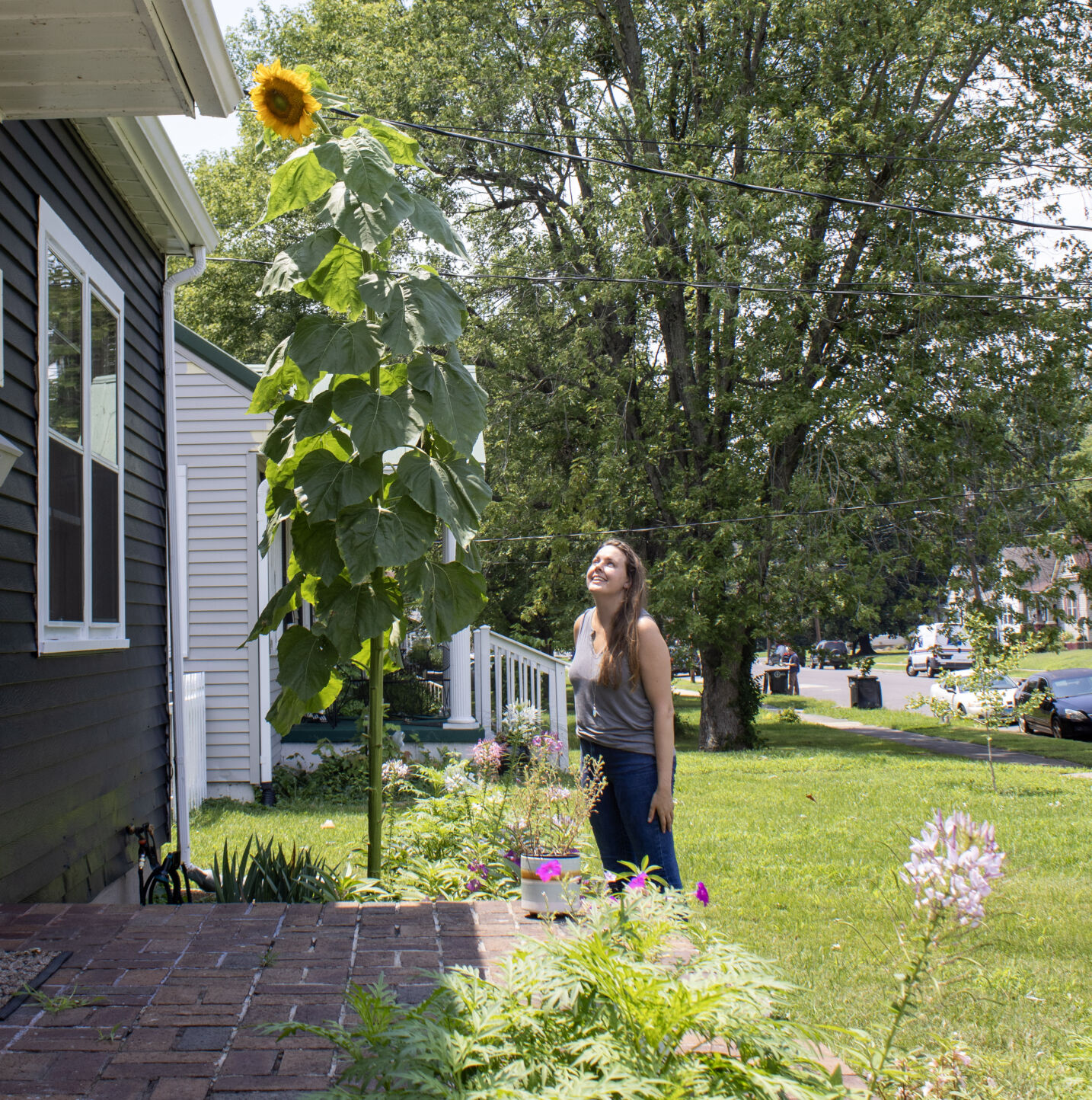 A sunflower measuring 11 feet has brought positivity to a neighborhood ...