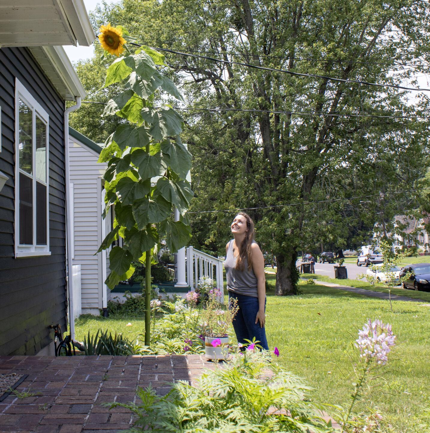 A sunflower measuring 11 feet has brought positivity to a neighborhood ...