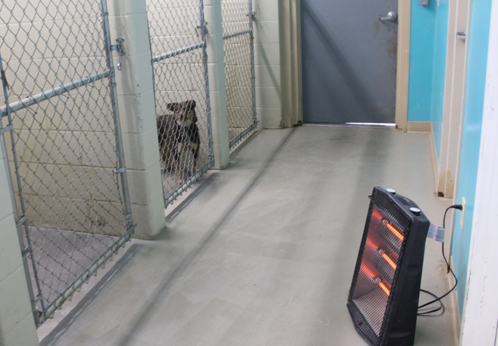 Animal control, humane society share pet safety tips for winter storms ...