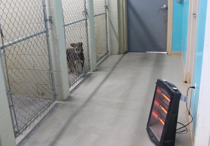 Animal control, humane society share pet safety tips for winter storms ...