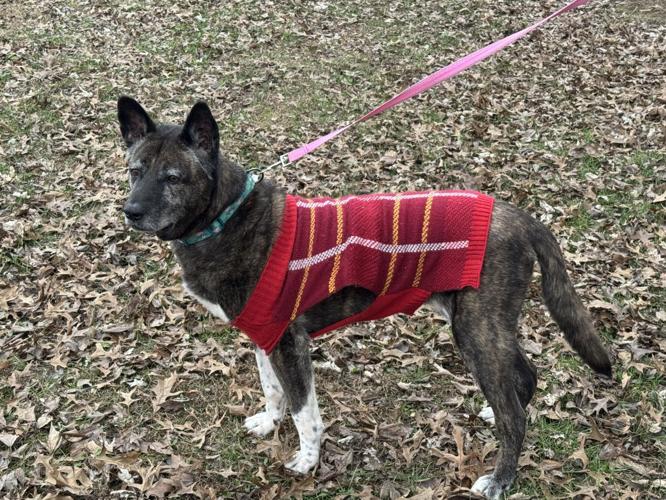 Dog involved in Howery alleged animal abuse case finds new home ahead ...