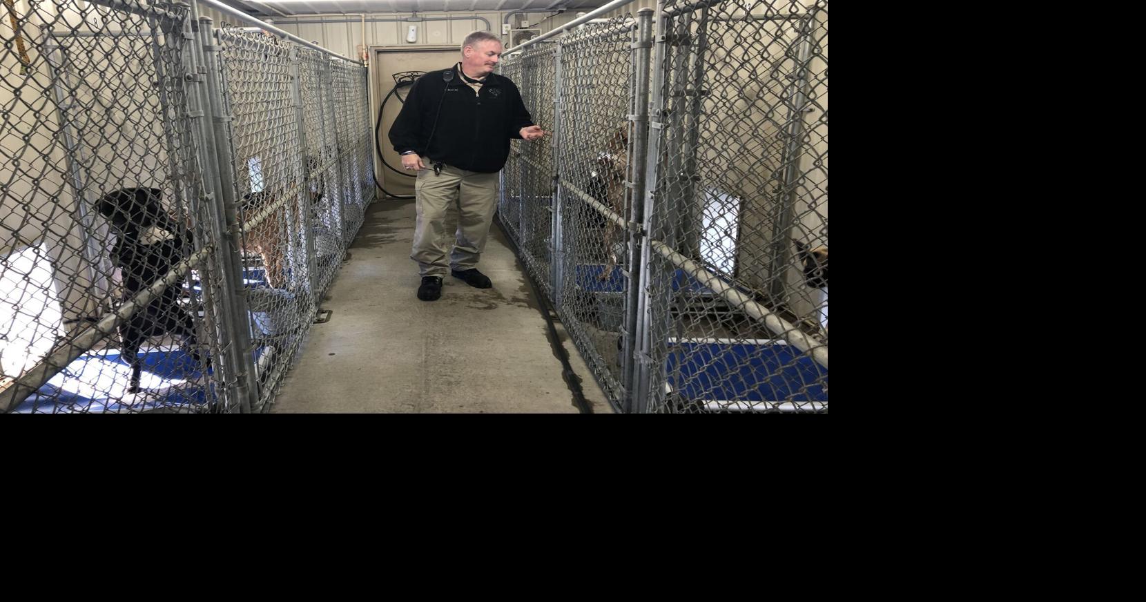 ‘Come claim your dog’: At capacity, Metropolis pound looking for owners ...