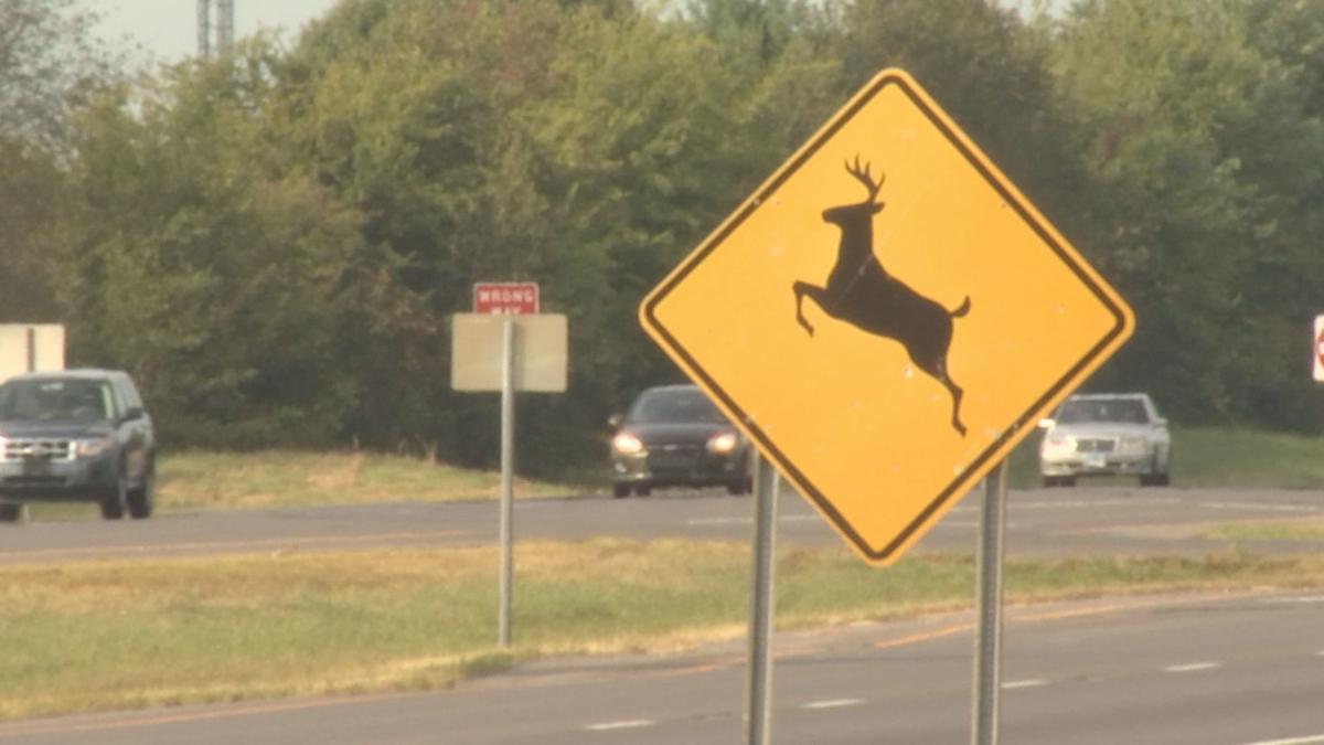 Deer collisions: How to stay safe on the road | News | WPSD Local 6