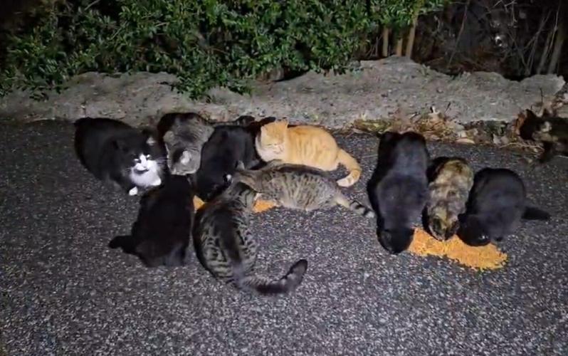 'We don't miss a day' — Paducah rescue group feeds cats on Christmas ...