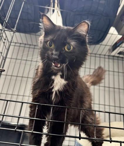 Former Meows of Hope cat finds forever home | News | WPSD Local 6