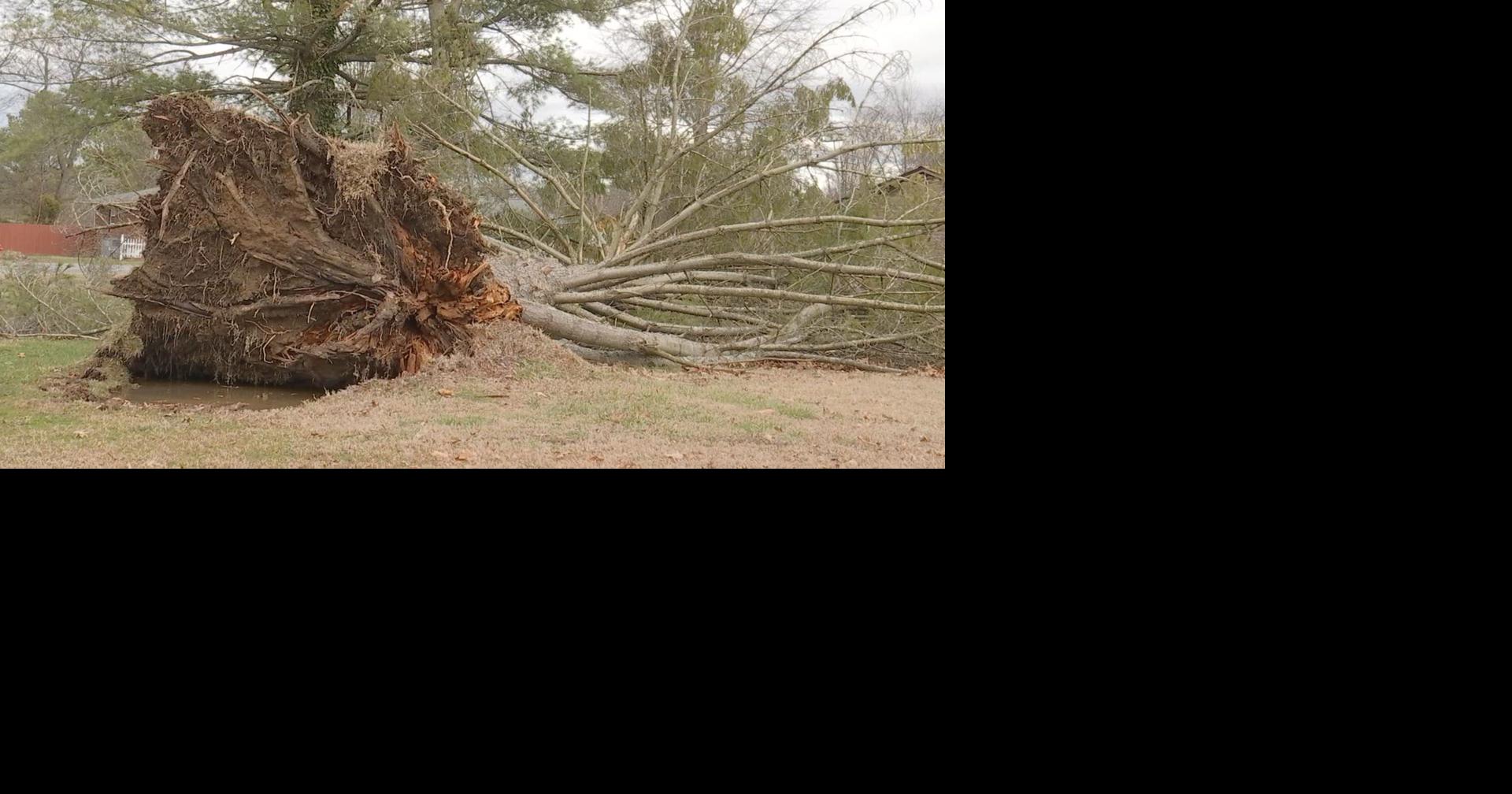 Wind gusts in Paducah cause 50-year-old tree to fall | Newsletter ...