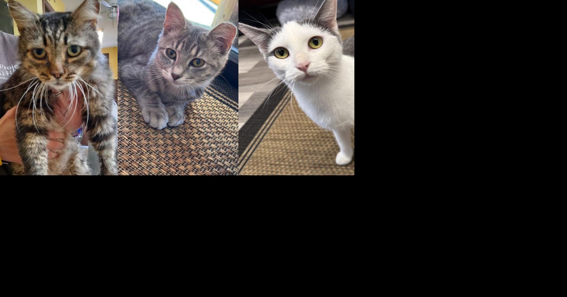 Ollie, Grayson, and Madame Giry — Three cats on the hunt for their ...