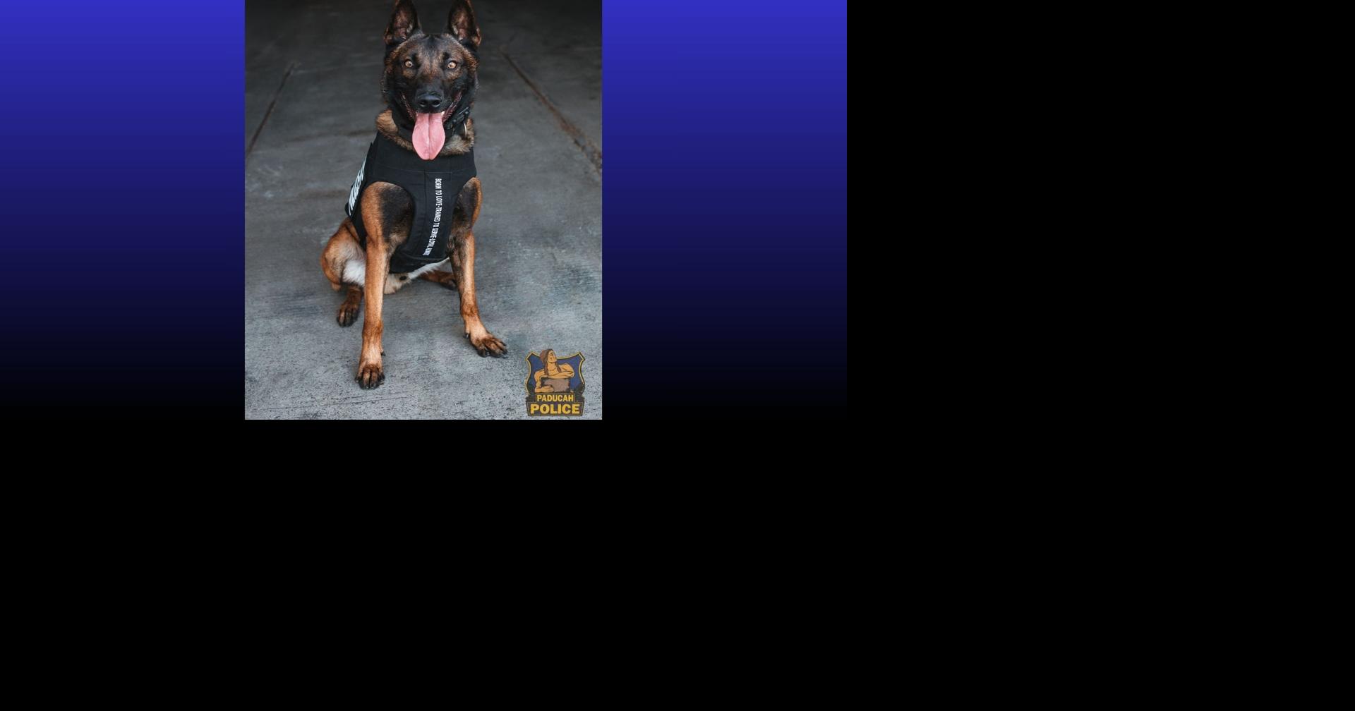 Paducah Police Department K9 Karo receives body armor donation | News ...