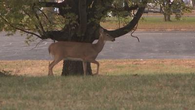 Deer hunting safety | | WPSD Local 6