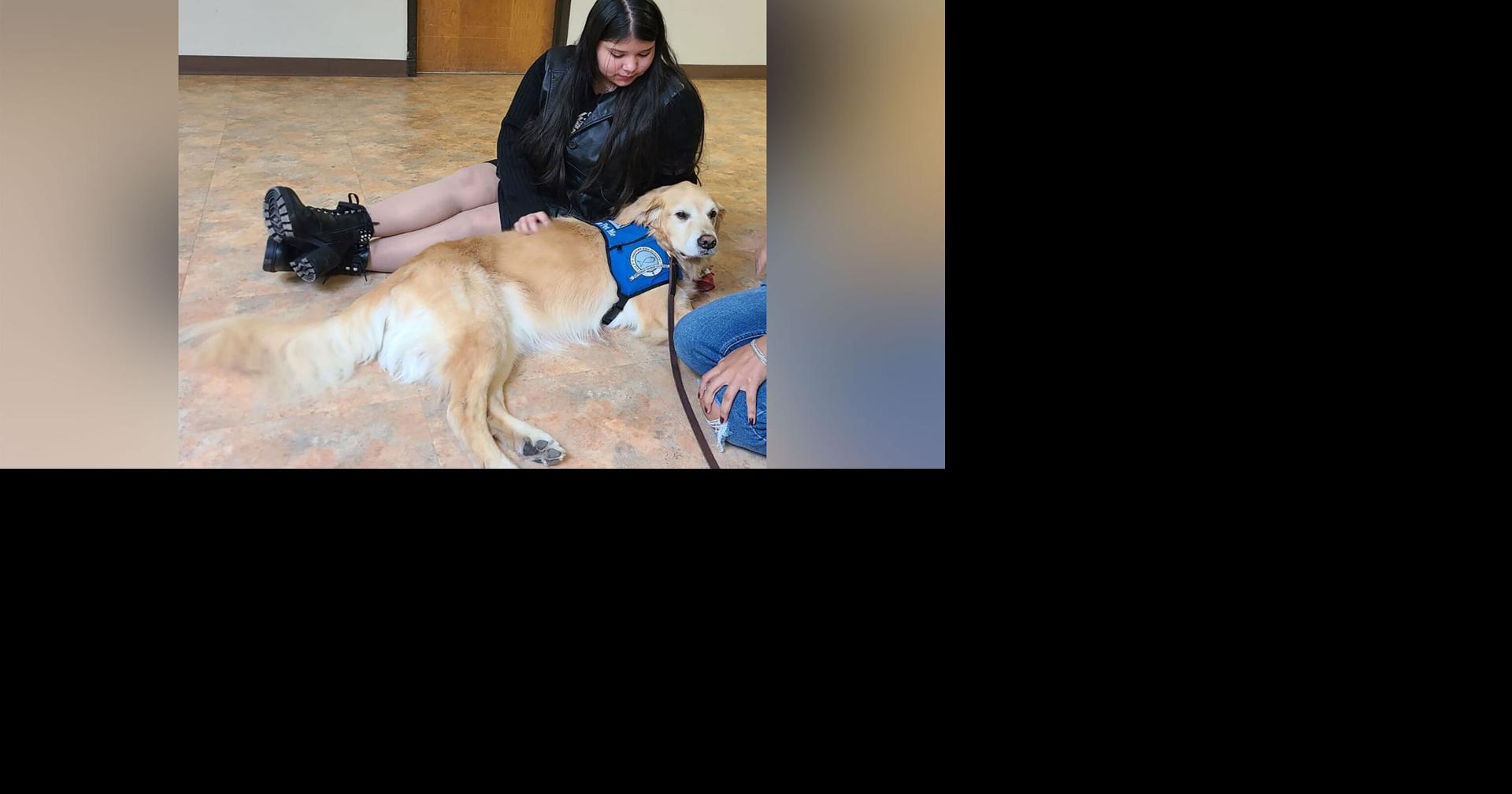 Comfort dogs are greeting Uvalde students for their return to school ...