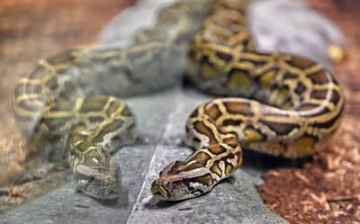Woman found dead with a python wrapped around her neck in a home with ...